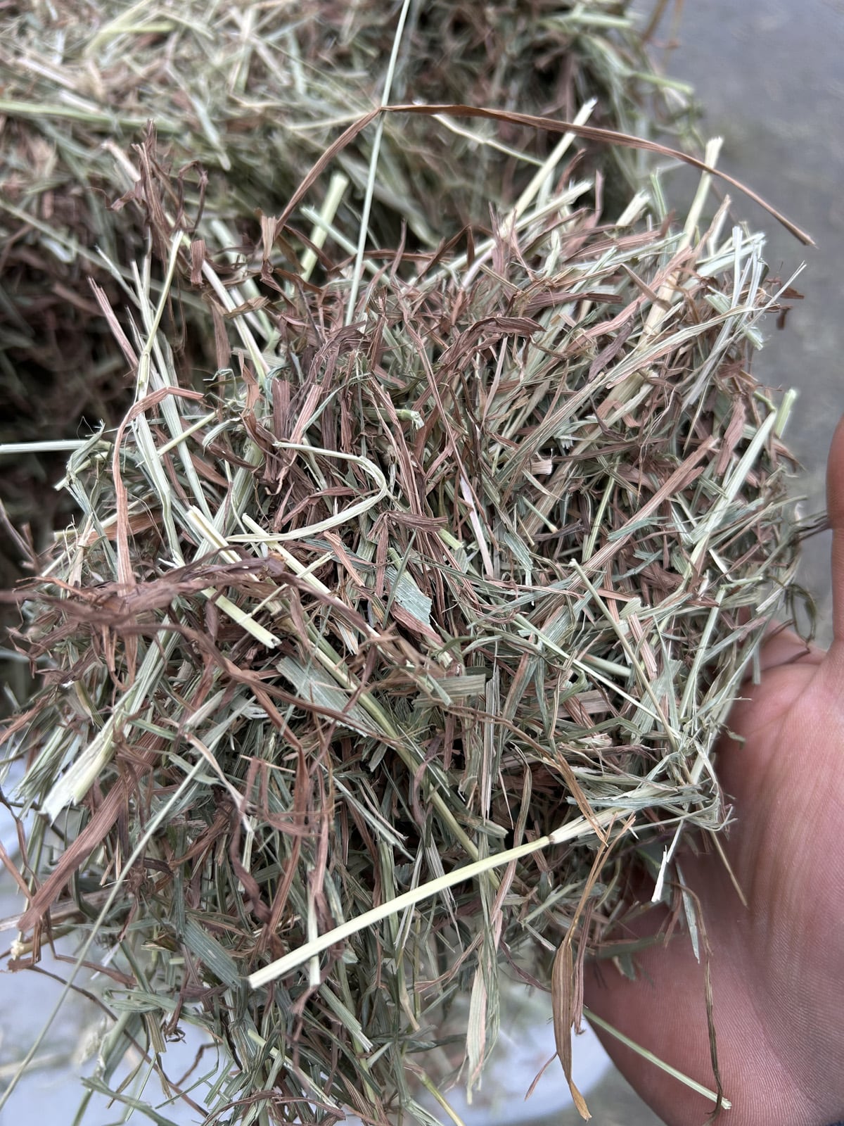 Rebaled Washington Timothy Hay Grass for Sale in Langley